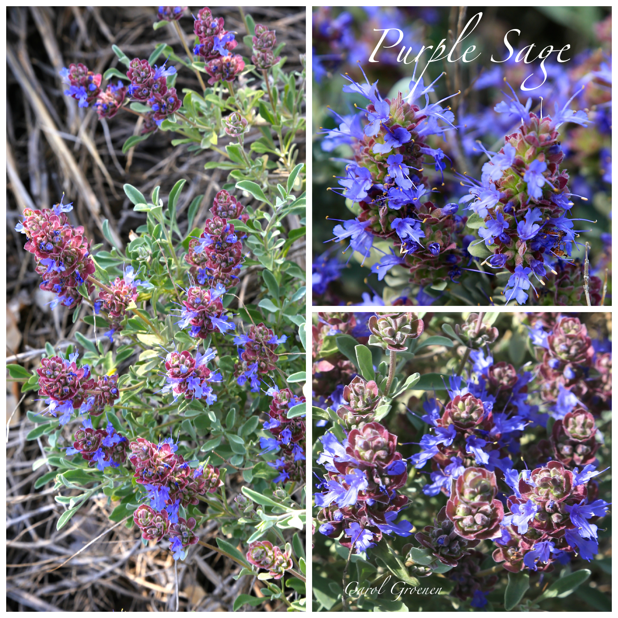 Purple Sage – Carol Groenen Photography